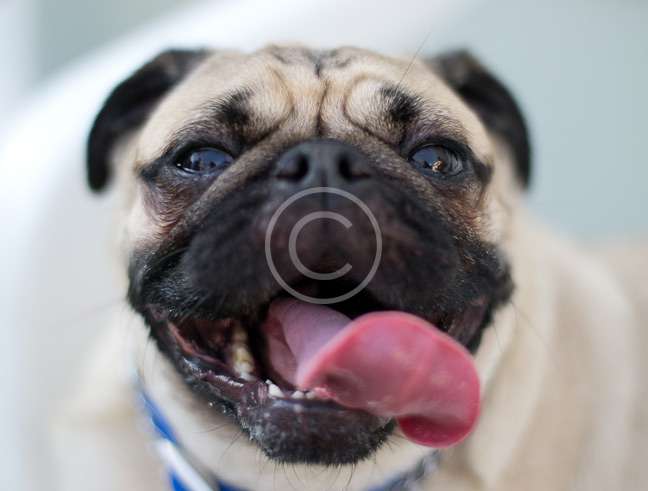 Homepage Club – SAR